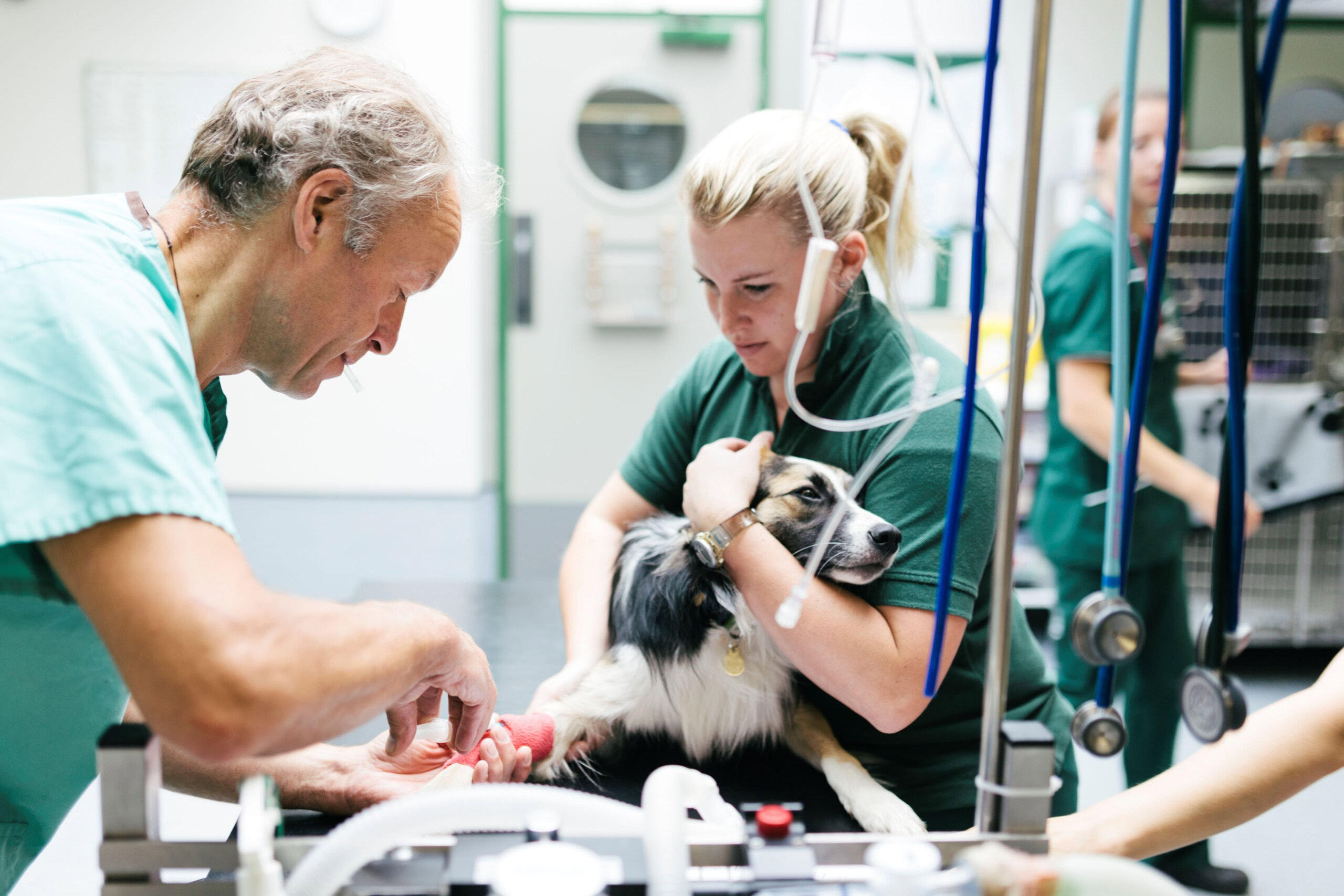 How to Become a Vet in the UK | Dukes Plus